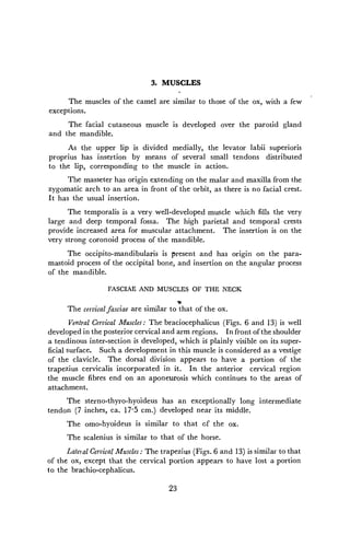 Sutdent's Guide to the Anatomy of Camel | PDF
