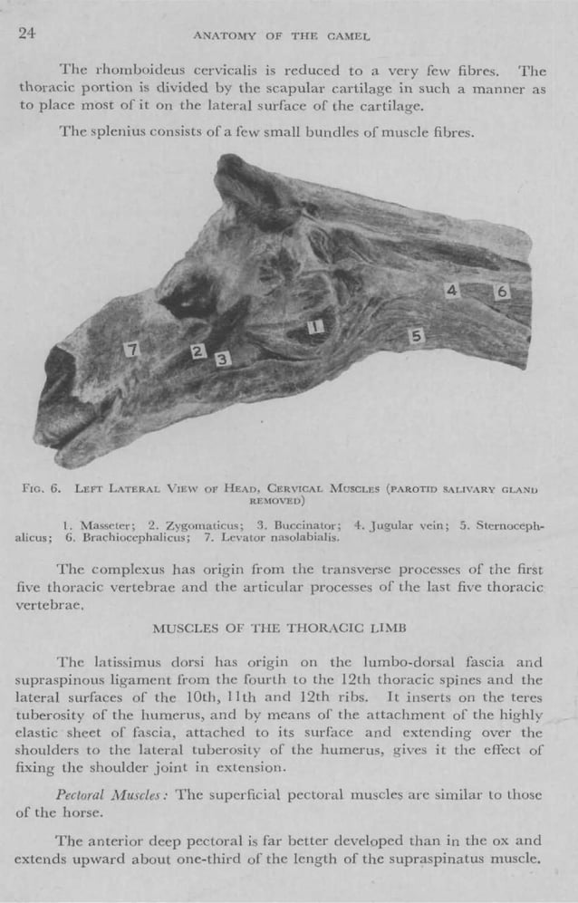 Sutdent's Guide to the Anatomy of Camel | PDF | Death, Injury, or ...
