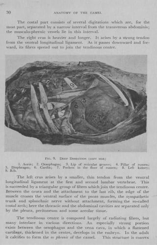 Sutdent's Guide to the Anatomy of Camel | PDF