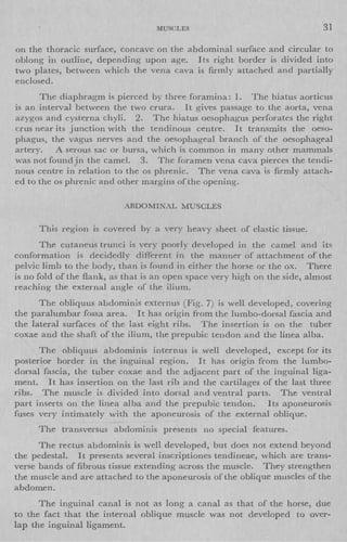 Sutdent's Guide to the Anatomy of Camel | PDF | Death, Injury, or ...