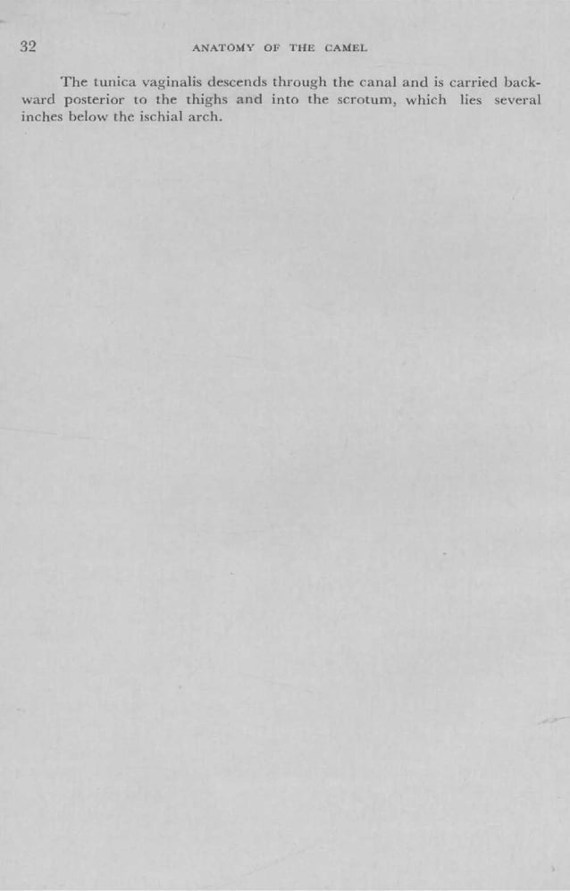 Sutdent's Guide to the Anatomy of Camel | PDF | Death, Injury, or ...