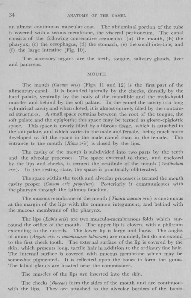Sutdent's Guide to the Anatomy of Camel | PDF | Death, Injury, or ...