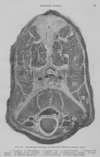 Sutdent's Guide to the Anatomy of Camel | PDF