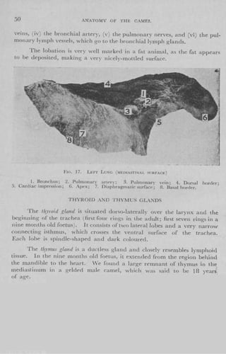 Sutdent's Guide to the Anatomy of Camel | PDF