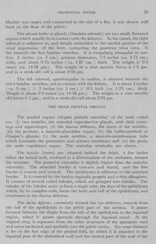 Sutdent's Guide to the Anatomy of Camel | PDF