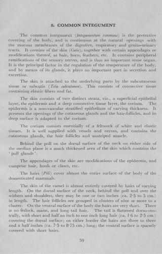 Sutdent's Guide to the Anatomy of Camel | PDF