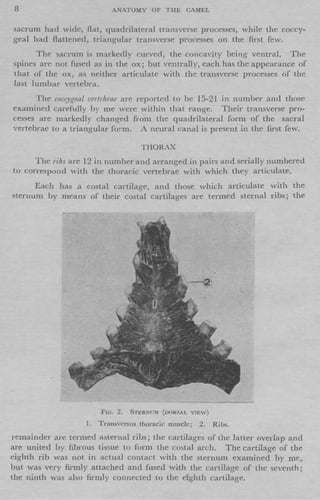 Sutdent's Guide to the Anatomy of Camel | PDF