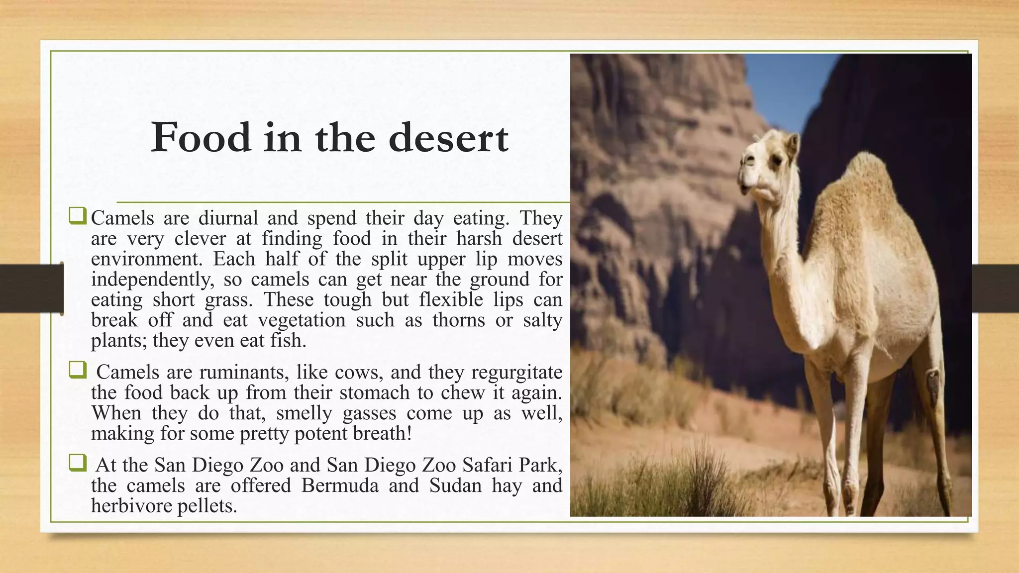 Camel as zoo animal | PPTX
