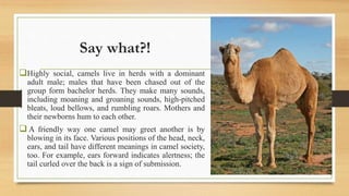 Camel as zoo animal | PPT