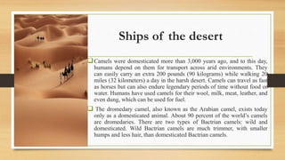 Camel as zoo animal | PPT
