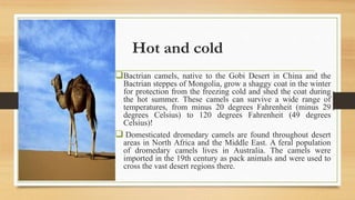 Camel as zoo animal | PPT