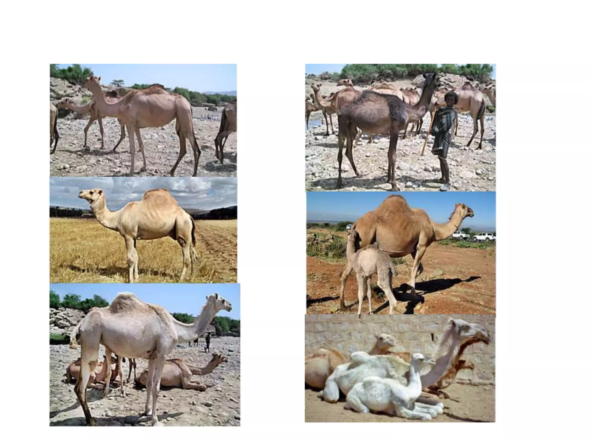 The origin of camel and camel breeds in Ethiopia | PPTX