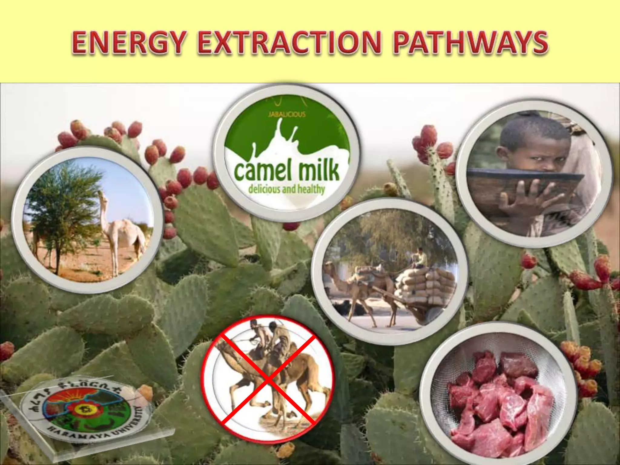 The origin of camel and camel breeds in Ethiopia | PPTX