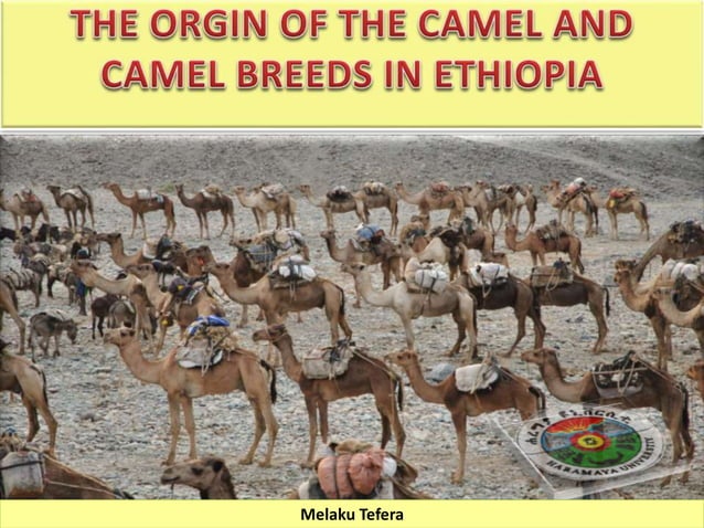 The origin of camel and camel breeds in Ethiopia | PPTX