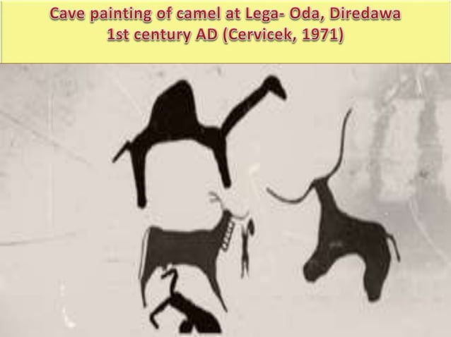 The origin of camel and camel breeds in Ethiopia | PPTX