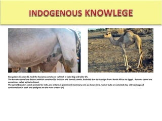 The origin of camel and camel breeds in Ethiopia | PPTX