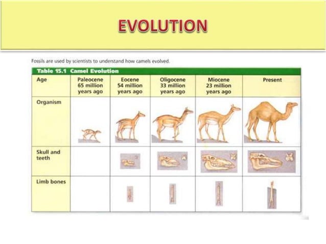 The origin of camel and camel breeds in Ethiopia | PPTX