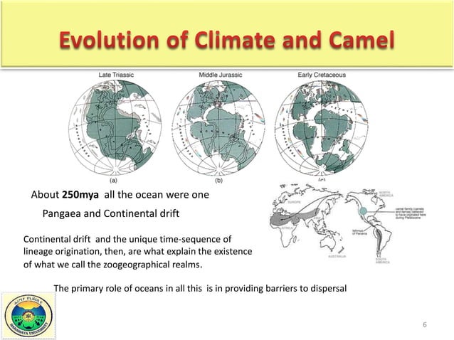 The origin of camel and camel breeds in Ethiopia | PPTX