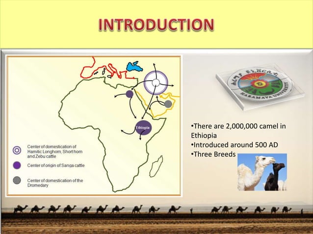 The origin of camel and camel breeds in Ethiopia | PPTX