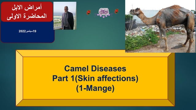 Camel diseases 1- Skin Affections (1- Mange) Proff Dr Hamed Attia.pdf