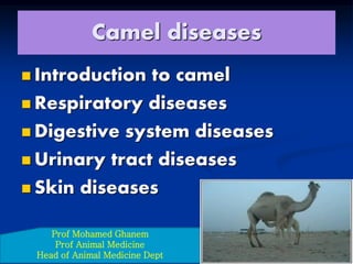 Camel diseases 2016 | PDF