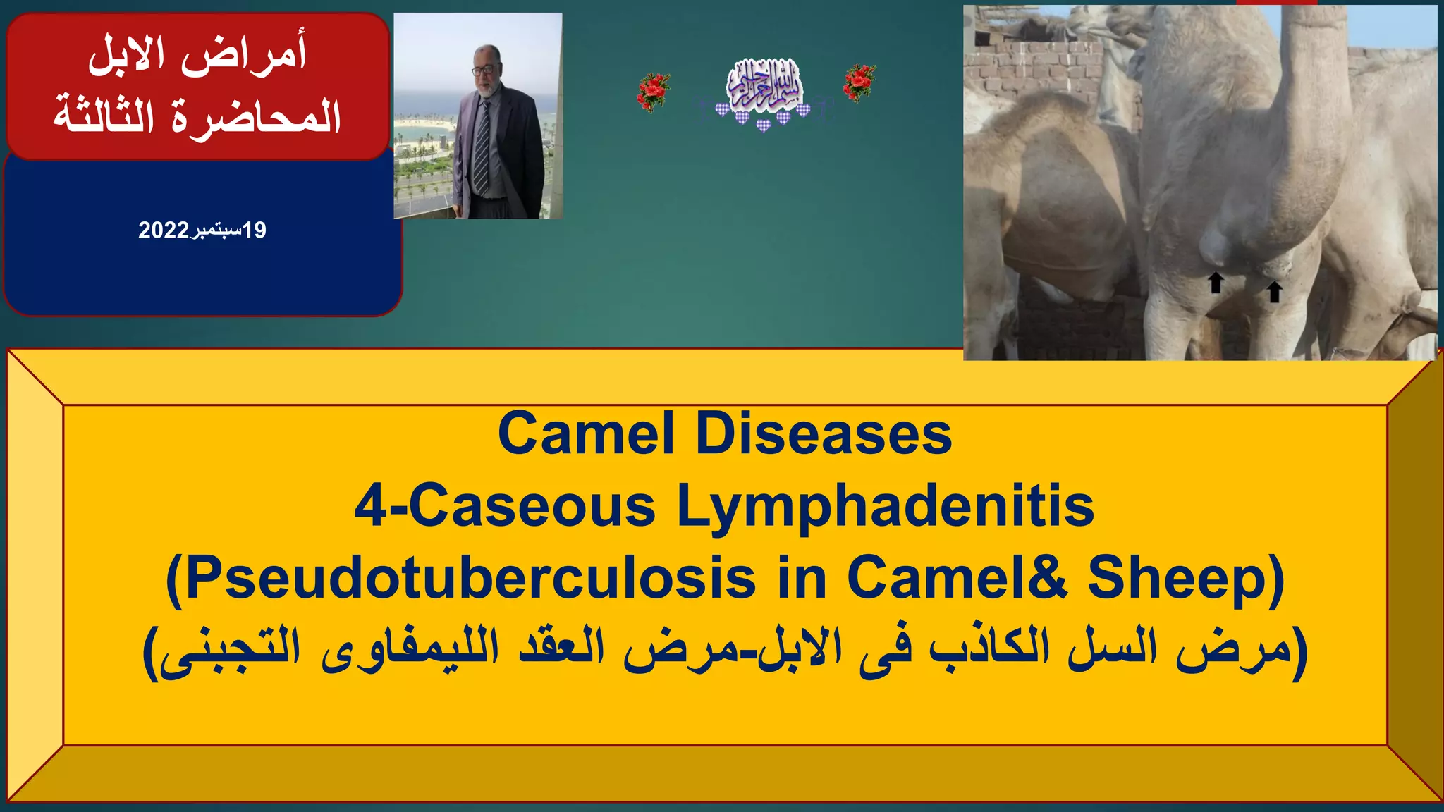 Camel diseases 4- Pseudotuberclosis in camel & sheep Prof Dr Hamed ...