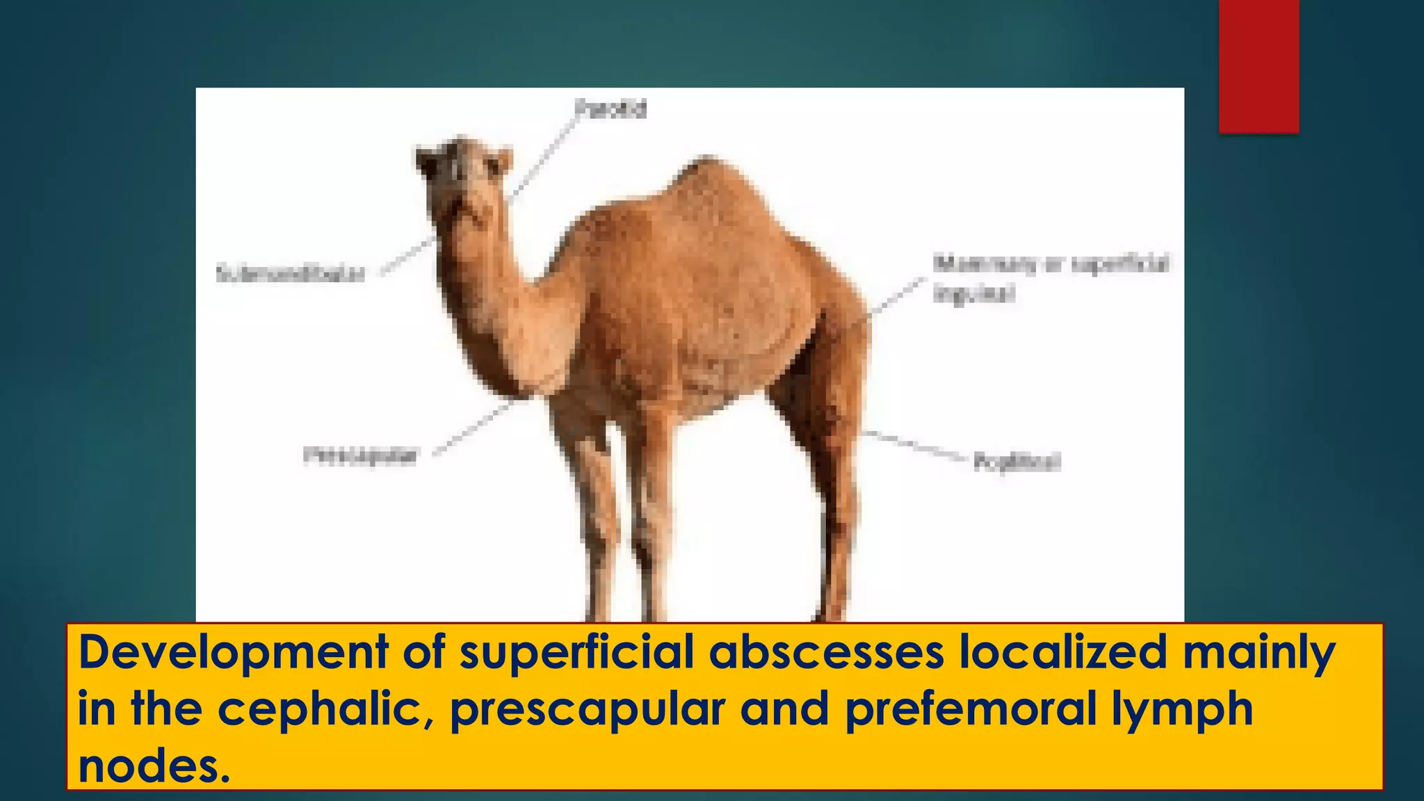 Camel diseases 4- Pseudotuberclosis in camel & sheep Prof Dr Hamed ...