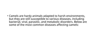 Camel diseases bacterial and viral.pptxoy | PPTX