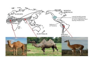 Camel_Evo.pptx .which is the most evolutary | PPTX