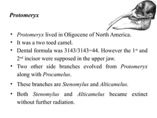 Camel_Evo.pptx .which is the most evolutary | PPTX