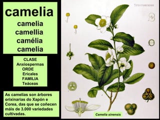 Camelia | PPS