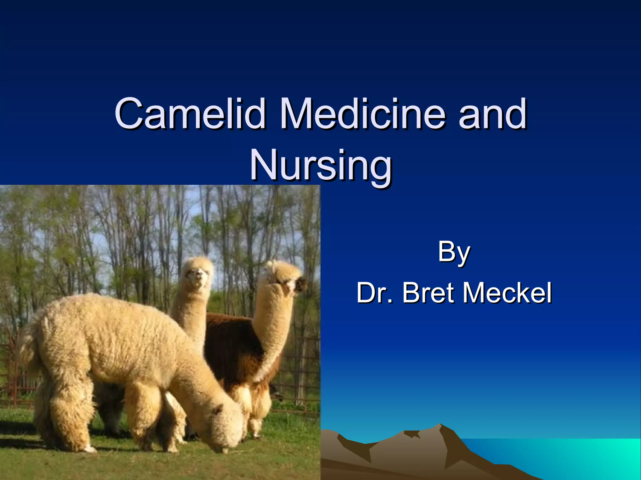 Camelid Medicine And Nursing | PPT