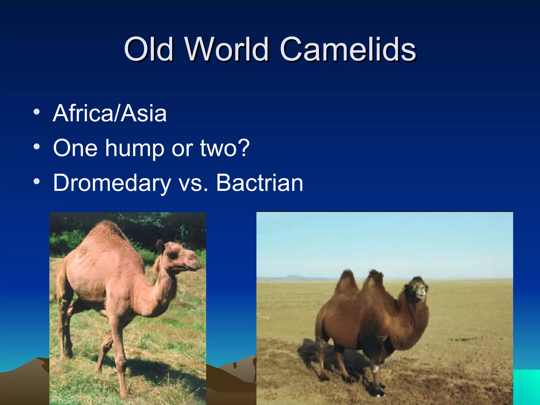 Camelid Medicine And Nursing | PPT | Free Download