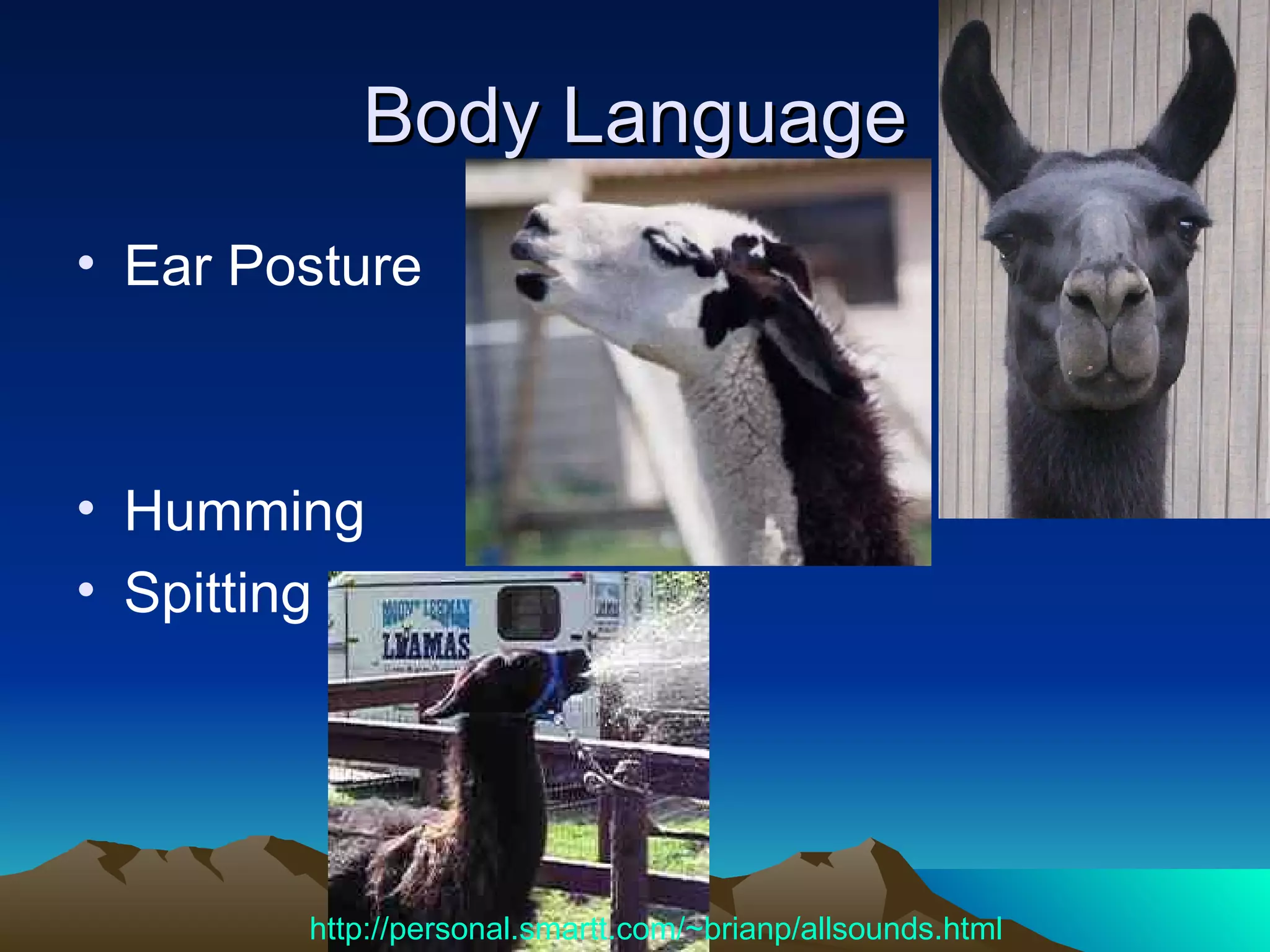 Camelid Medicine And Nursing | PPT