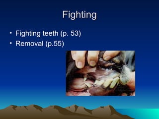 Camelid Medicine And Nursing | PPT