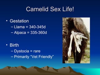Camelid Medicine And Nursing | PPT