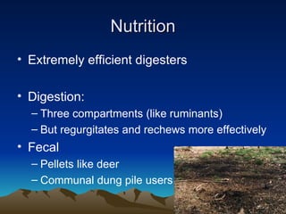 Camelid Medicine And Nursing | PPT