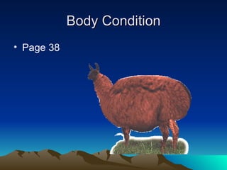 Camelid Medicine And Nursing | PPT