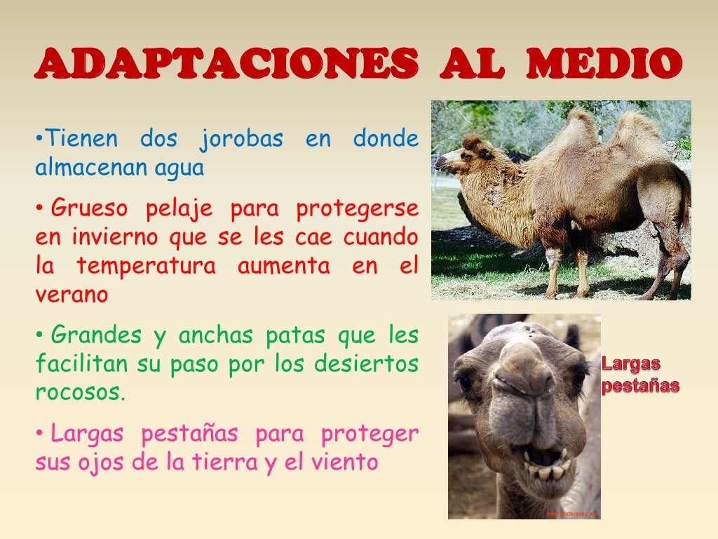 Camellos