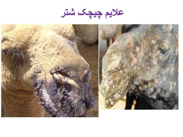 Camel pox | PDF | Infectious Diseases | Diseases and Conditions