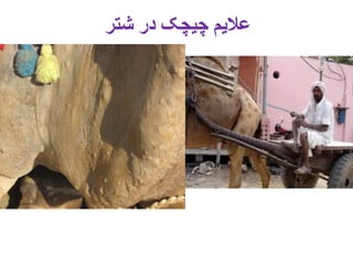 Camel pox | PDF | Infectious Diseases | Diseases and Conditions