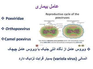 Camel pox | PDF | Infectious Diseases | Diseases and Conditions