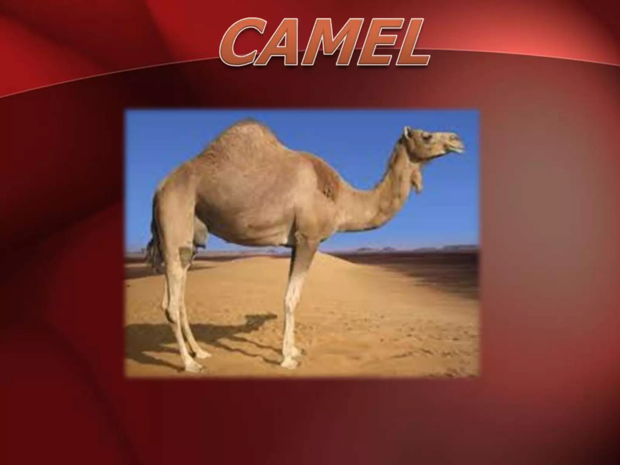 Camel presentation | PPTX