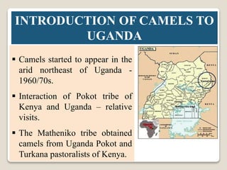 Camel production, health, trade and camel product processing in uganda ...