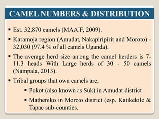 Camel production, health, trade and camel product processing in uganda ...