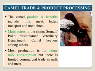 Camel production, health, trade and camel product processing in uganda ...