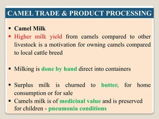 Camel production, health, trade and camel product processing in uganda ...