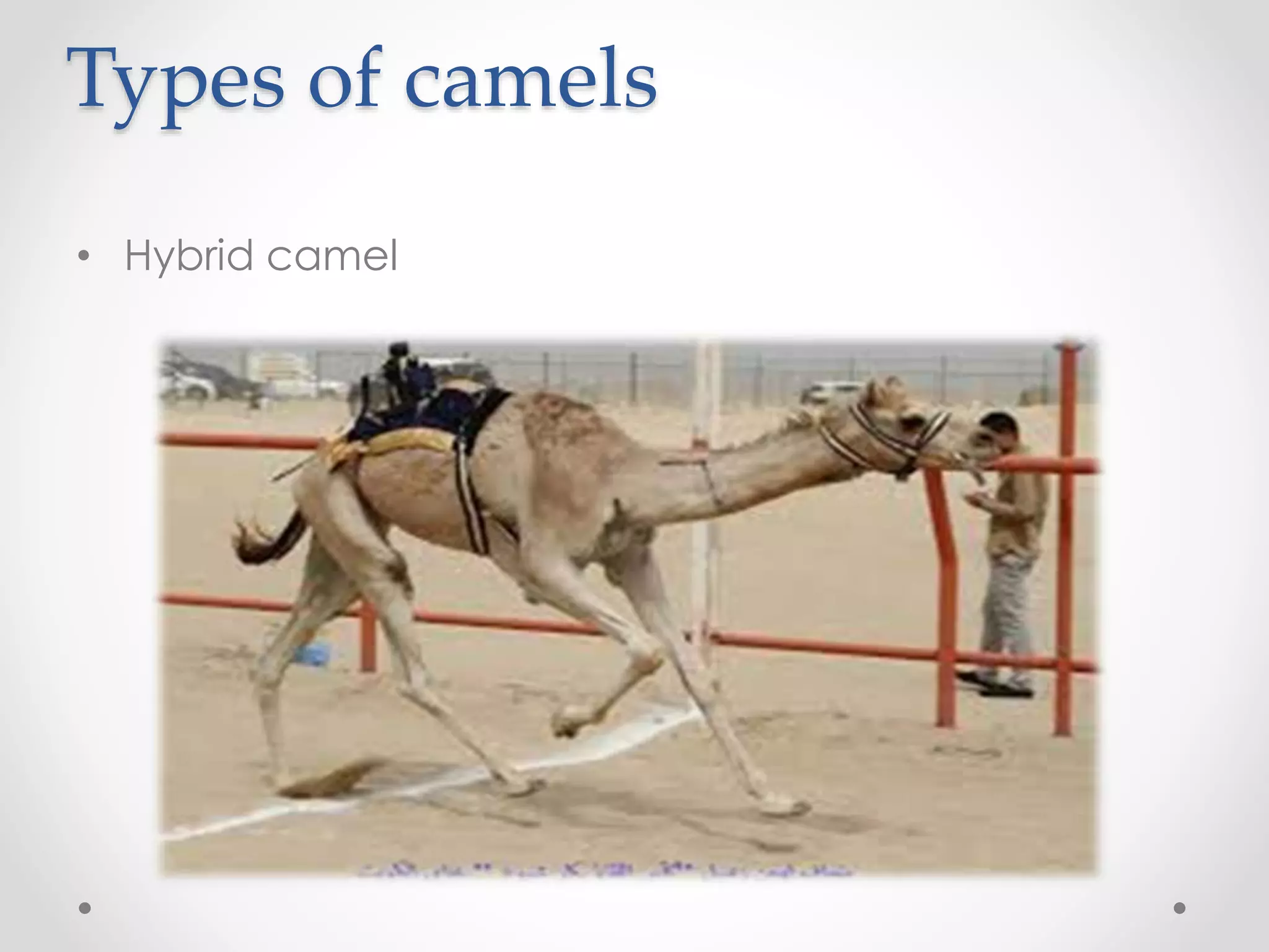 Camel racing | PPTX