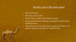 Reproductive Cycle Of Camel | PPTX