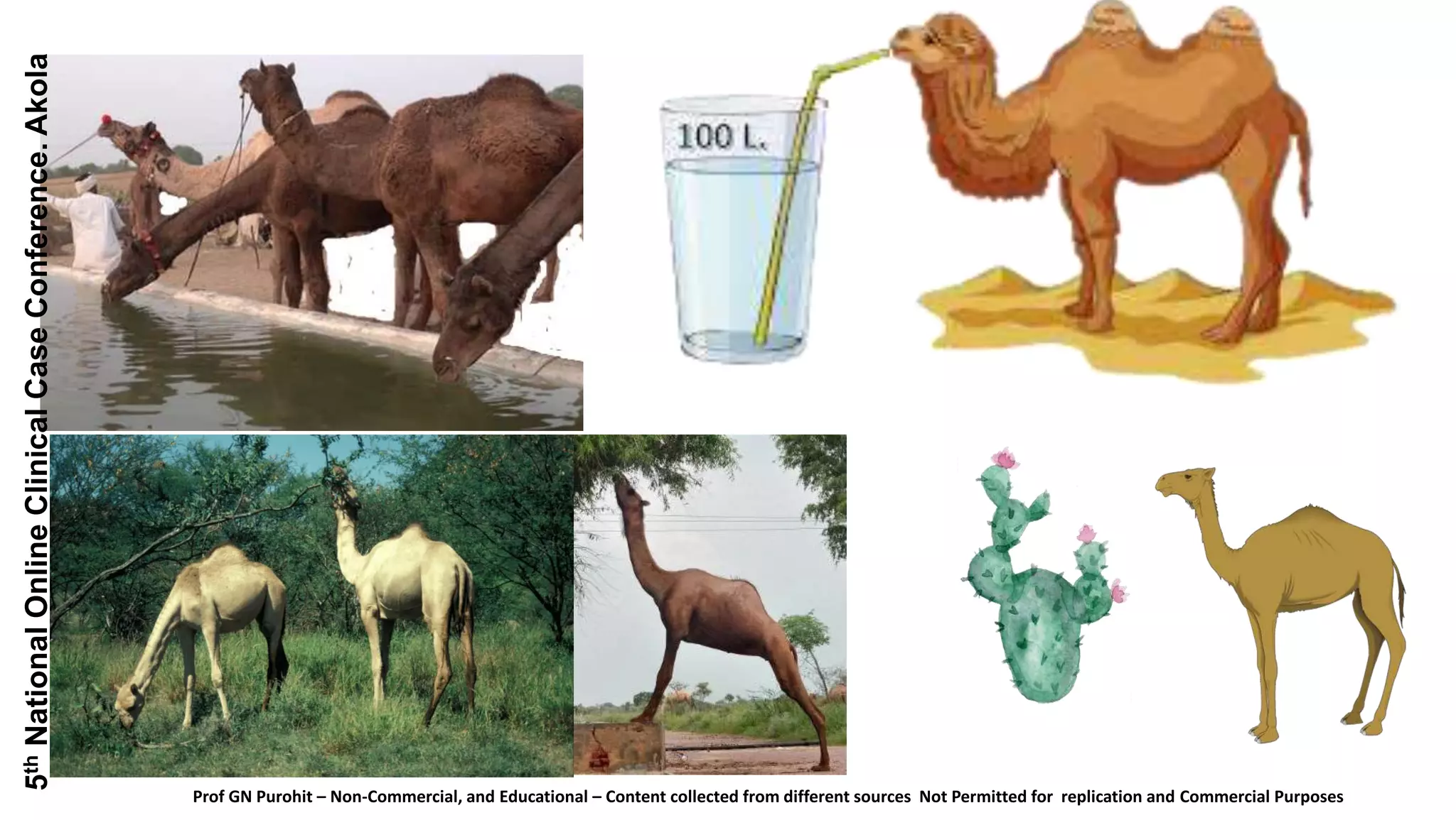 Camel reproduction some facts | PPTX